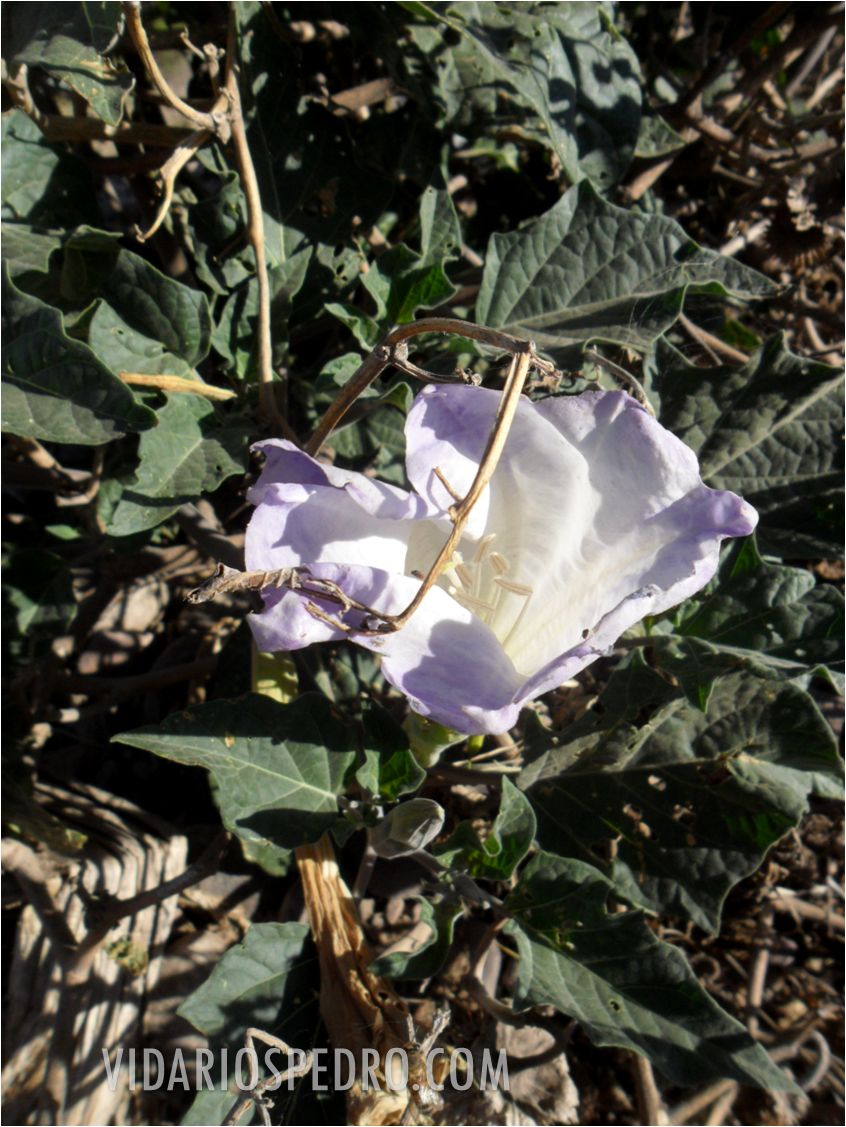 Toloache Sagrado (Datura wrightii) – Vida en el Río San Pedro