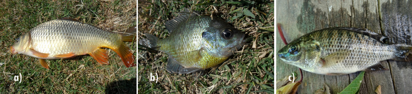 Peces en los ríos Conchos y San Pedro, Chihuahua, México: Parte 2 ...