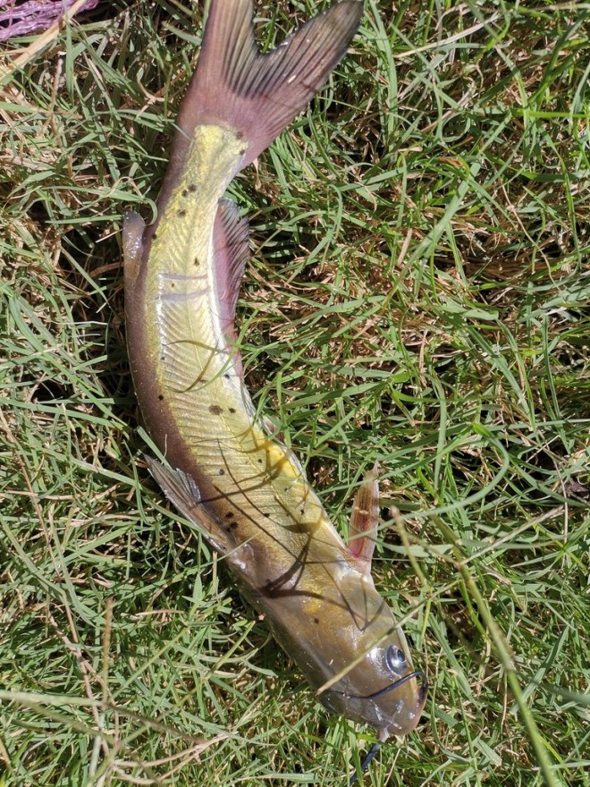 Peces en las cuencas de los ríos San Pedro y Conchos – Vida en el Río ...