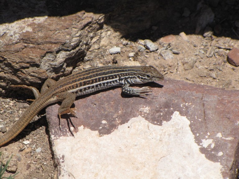 Reptiles en las cuencas de los ríos San Pedro y Conchos – Vida en el ...