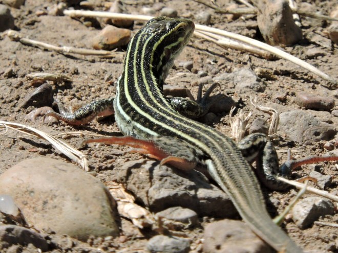 Reptiles en las cuencas de los ríos San Pedro y Conchos – Vida en el ...