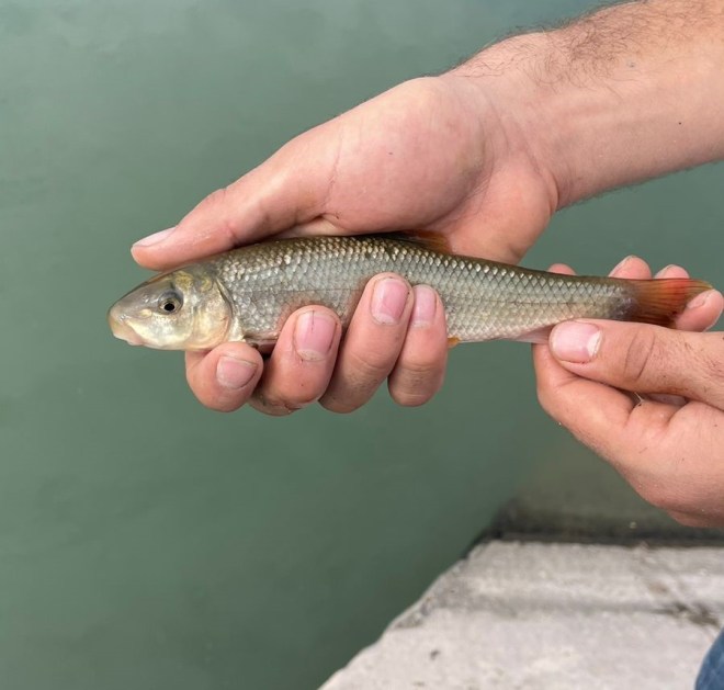 Peces en las cuencas de los ríos San Pedro y Conchos – Vida en el Río ...