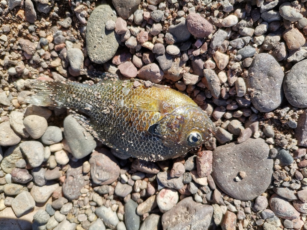 Peces en las cuencas de los ríos San Pedro y Conchos – Vida en el Río ...
