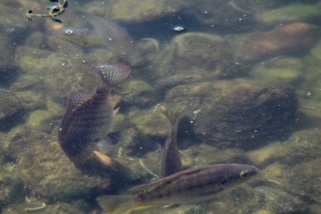 Peces en las cuencas de los ríos San Pedro y Conchos – Vida en el Río ...