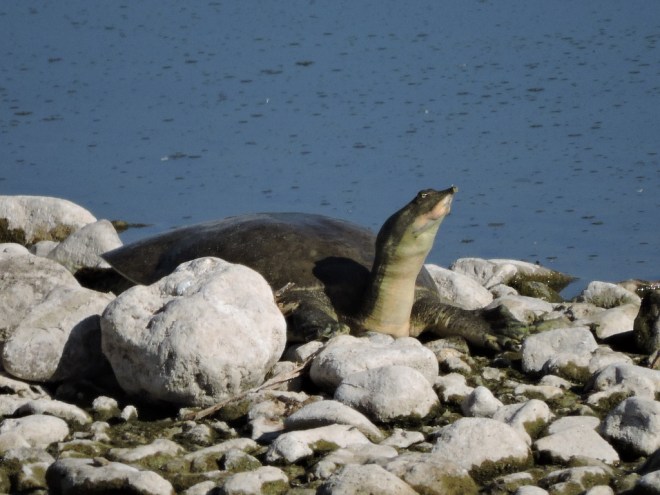 Reptiles en las cuencas de los ríos San Pedro y Conchos – Vida en el ...