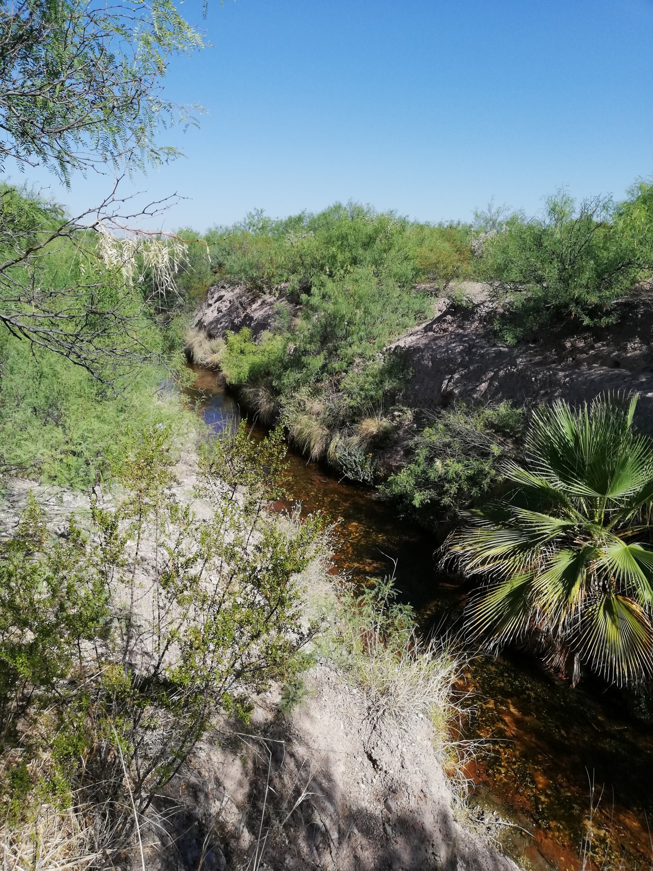 Manantiales Geotermales de Julimes: sitio Ramsar No. 2201 – Vida en el ...
