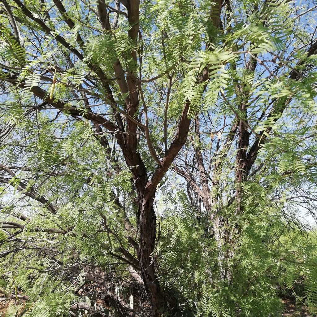 Manantiales Geotermales de Julimes: sitio Ramsar No. 2201 – Vida en el ...