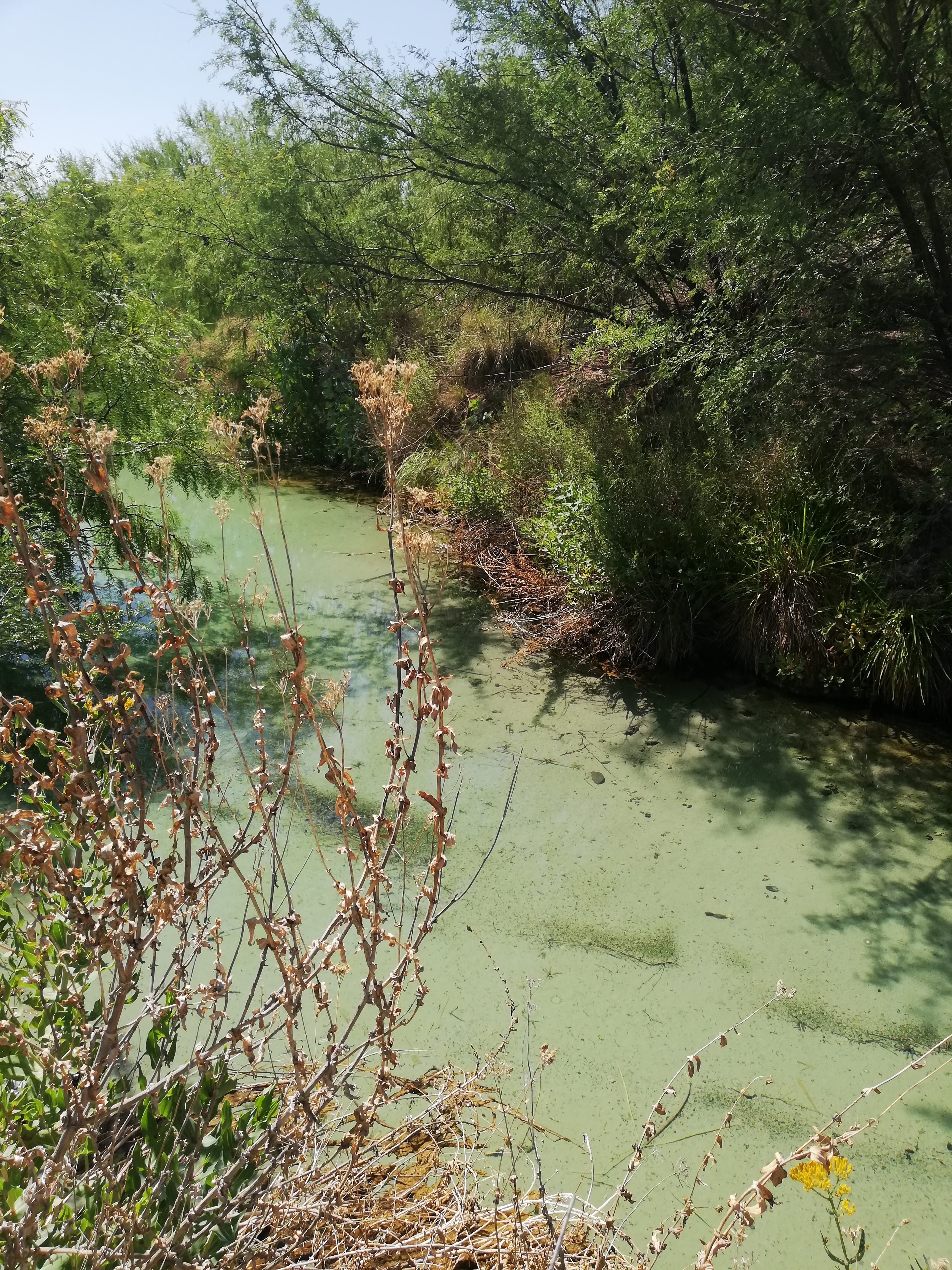 Manantiales Geotermales de Julimes: sitio Ramsar No. 2201 – Vida en el ...
