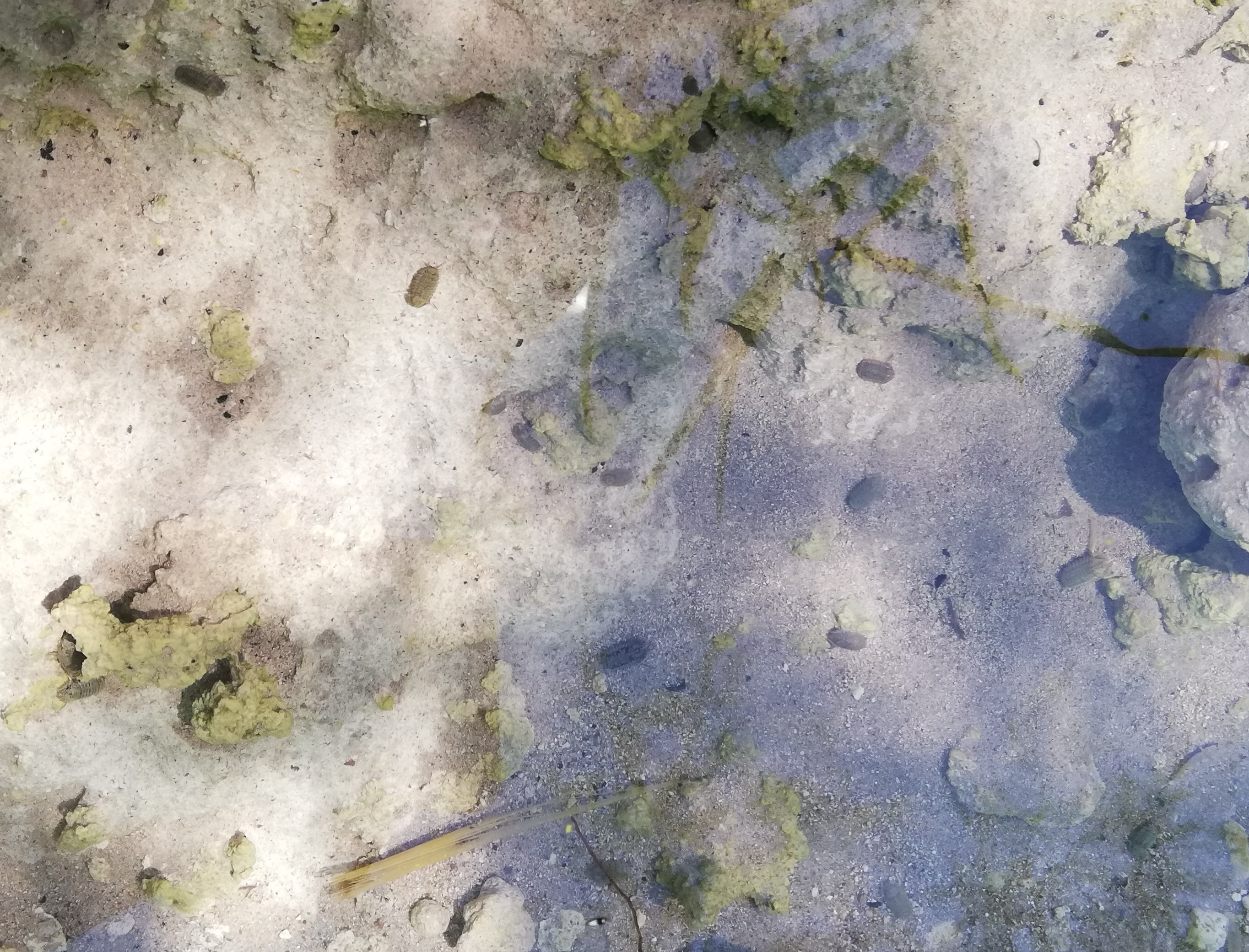 Manantiales Geotermales de Julimes: sitio Ramsar No. 2201 – Vida en el ...