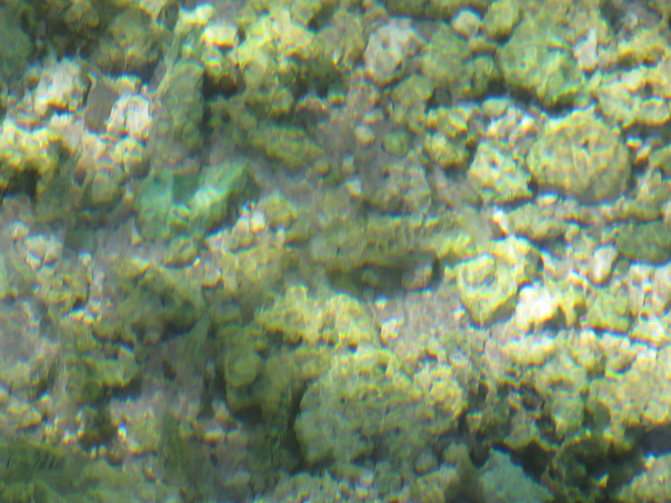 Manantiales Geotermales de Julimes: sitio Ramsar No. 2201 – Vida en el ...