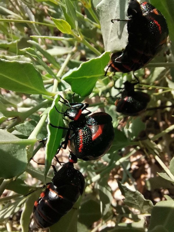 2021: Ampliación del registro de biodiversidad en las cuencas de los ...