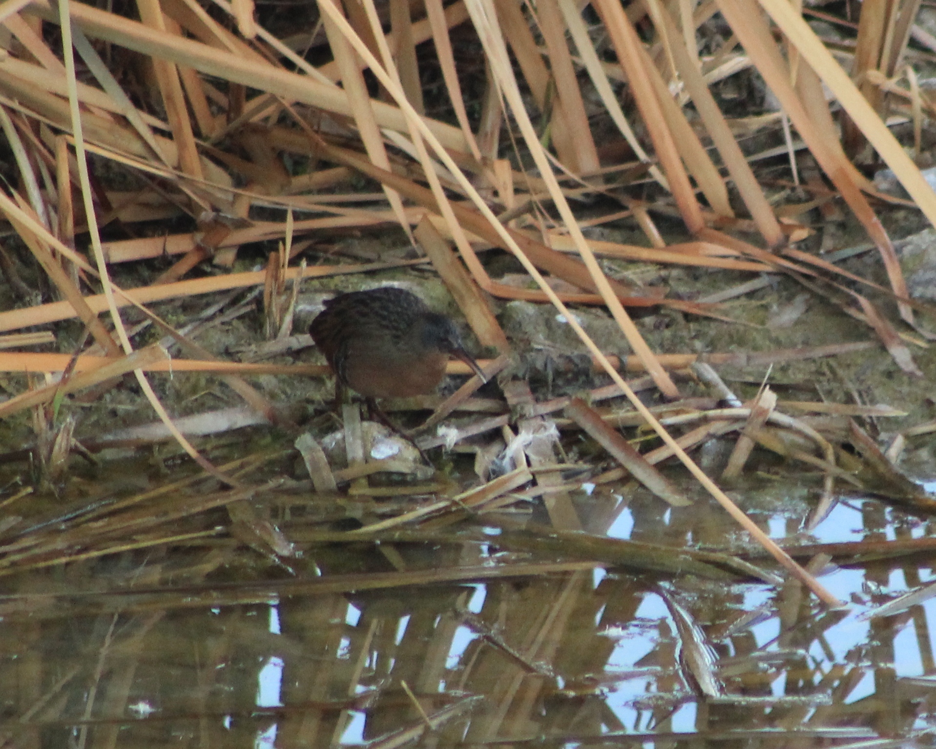 Reseña: Registro del Rascón Cara Gris (Rallus limícola) en el río San ...