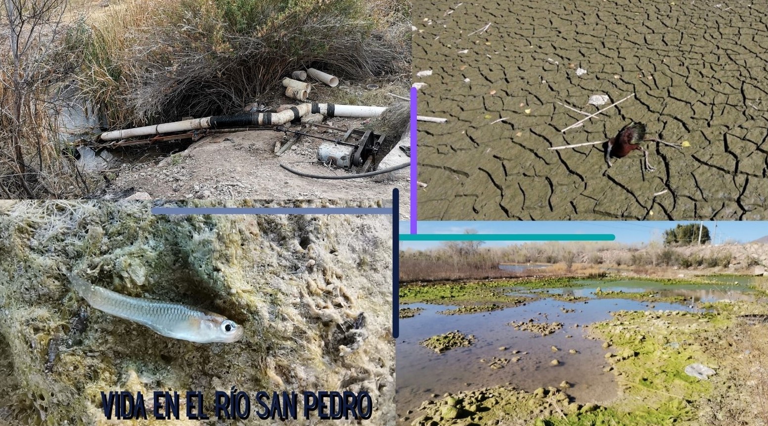 Enseñando al río como ser río – Vida en el Río San Pedro