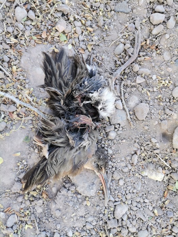 Reseña: Rascón Azteca (Rallus tenuirostris) en el estado de Chihuahua ...