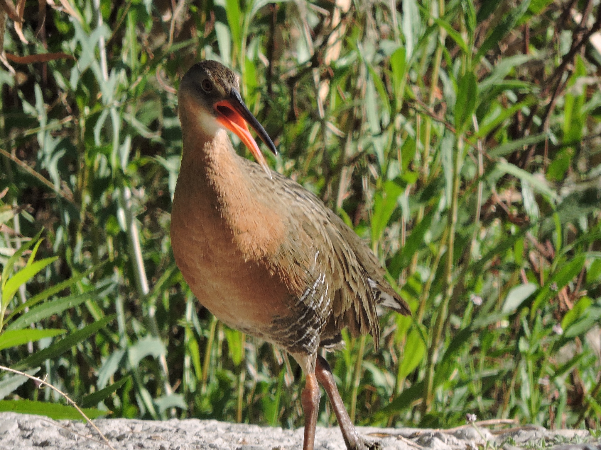 Reseña: Rascón Azteca (Rallus tenuirostris) en el estado de Chihuahua ...