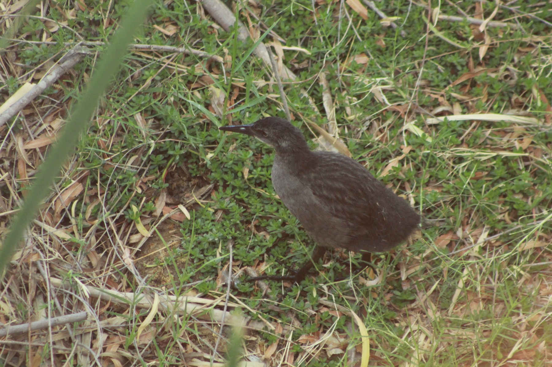 Reseña: Rascón Azteca (Rallus tenuirostris) en el estado de Chihuahua ...