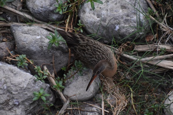 Reseña: Rascón Azteca (Rallus tenuirostris) en el estado de Chihuahua ...