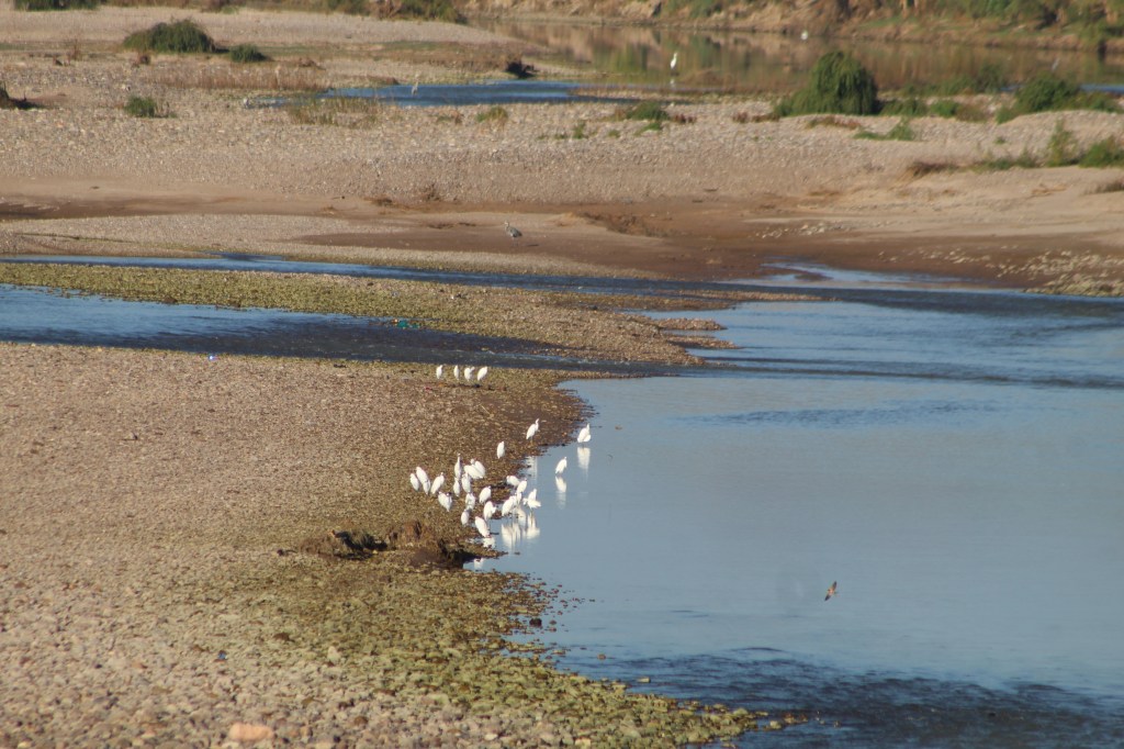 De vuelta a la realidad: El río San Pedro seco – Vida en el Río San Pedro