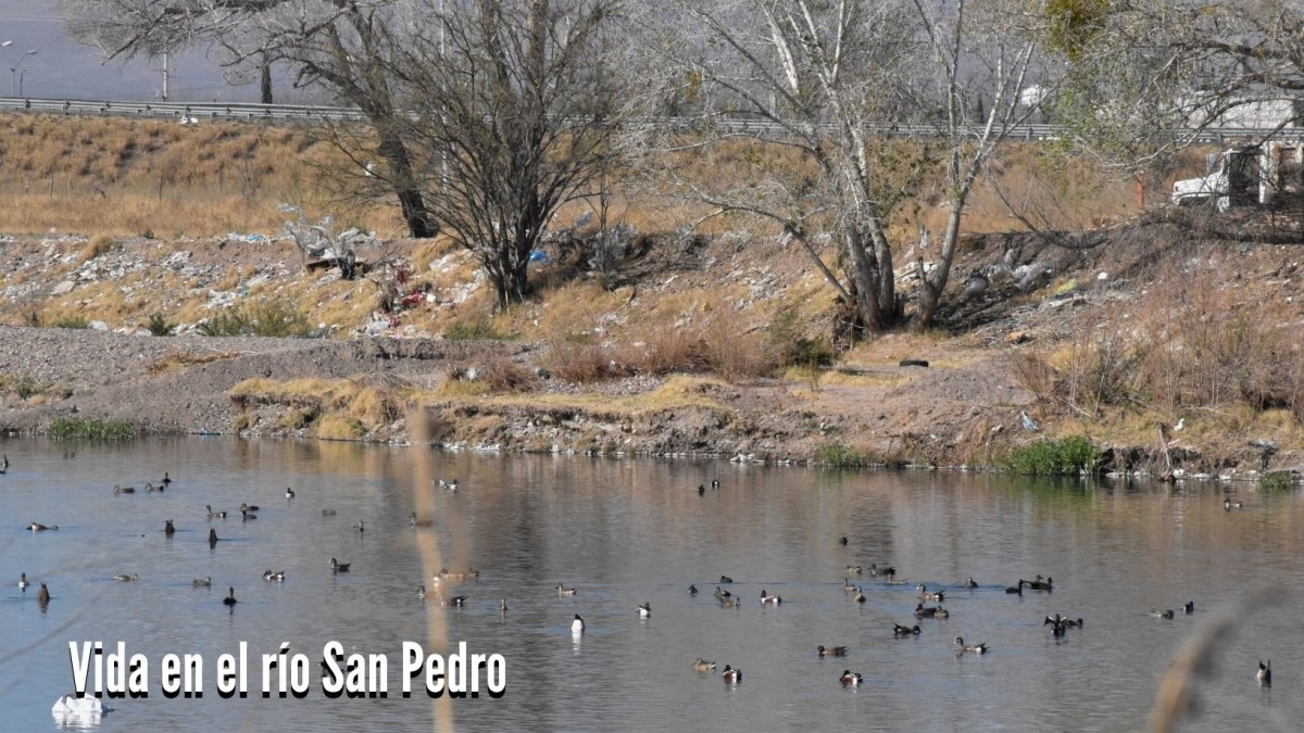 El río San Pedro es política – Vida en el Río San Pedro