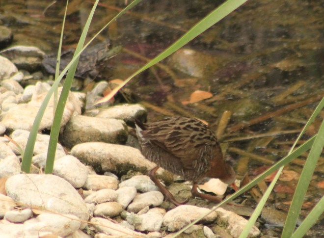 Rana toro (Lithobates catesbeianus, Shaw, 1802) – Vida en el Río San Pedro