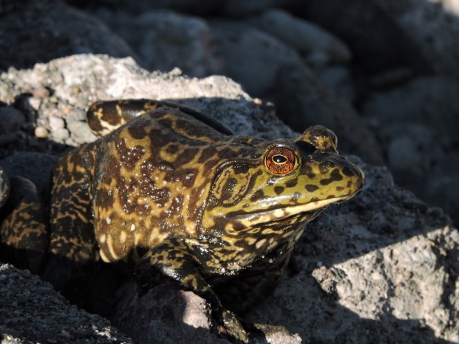 Rana toro (Lithobates catesbeianus, Shaw, 1802) – Vida en el Río San Pedro