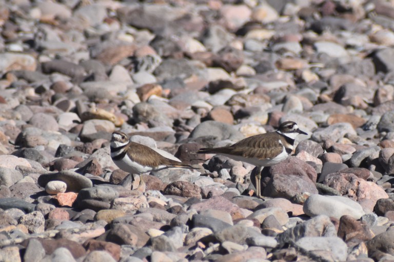 Aves 4 (Playeros, Gaviotas, Rascones y Carpinteros) – Vida en el Río ...