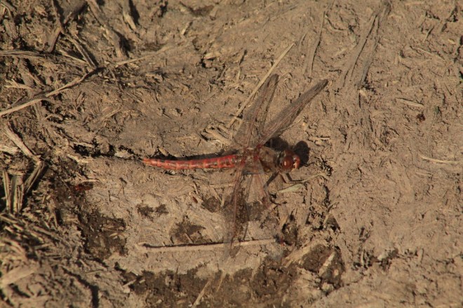 Libélulas y Caballitos del Diablo en las cuencas de los ríos San Pedro ...