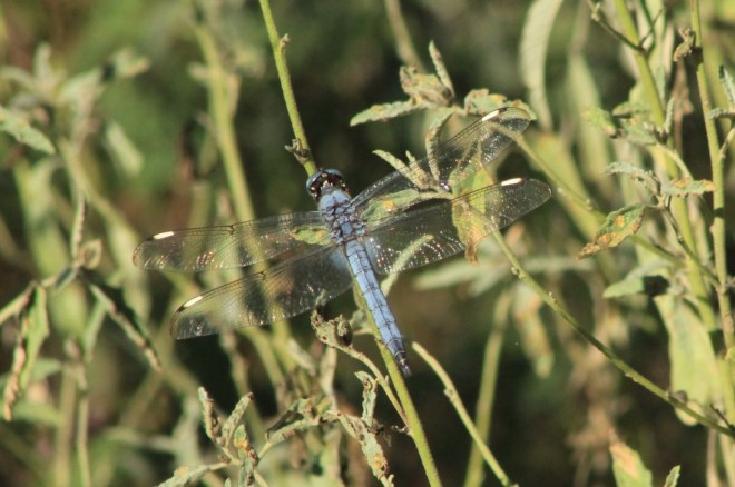 Libélulas y Caballitos del Diablo en las cuencas de los ríos San Pedro ...