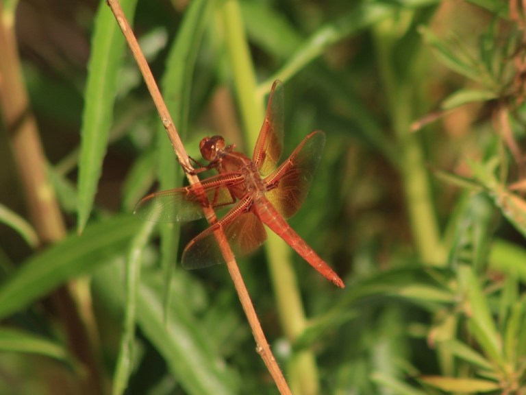Libélulas y Caballitos del Diablo en las cuencas de los ríos San Pedro ...