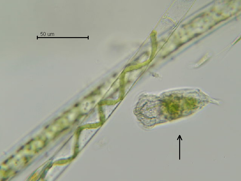 Rotíferos en las cuencas de los ríos San Pedro y Conchos – Vida en el ...