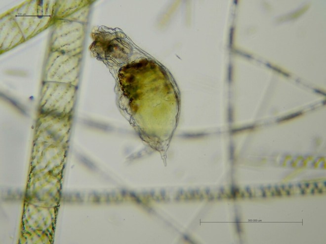 Rotíferos en las cuencas de los ríos San Pedro y Conchos – Vida en el ...